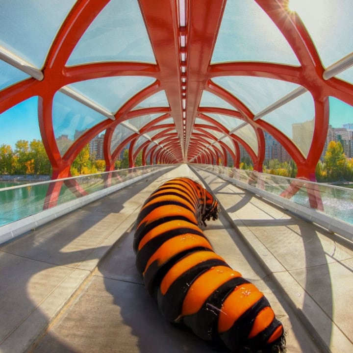 Discover What Calgary is Known For: Unique Attractions Guide